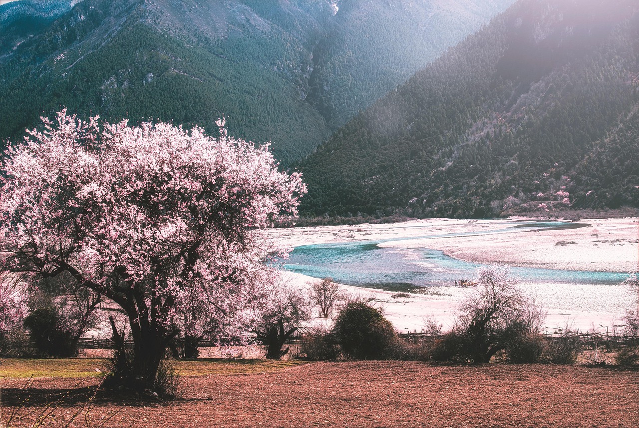 Valley Outdoors Spring Cherry - Free photo on Pixabay