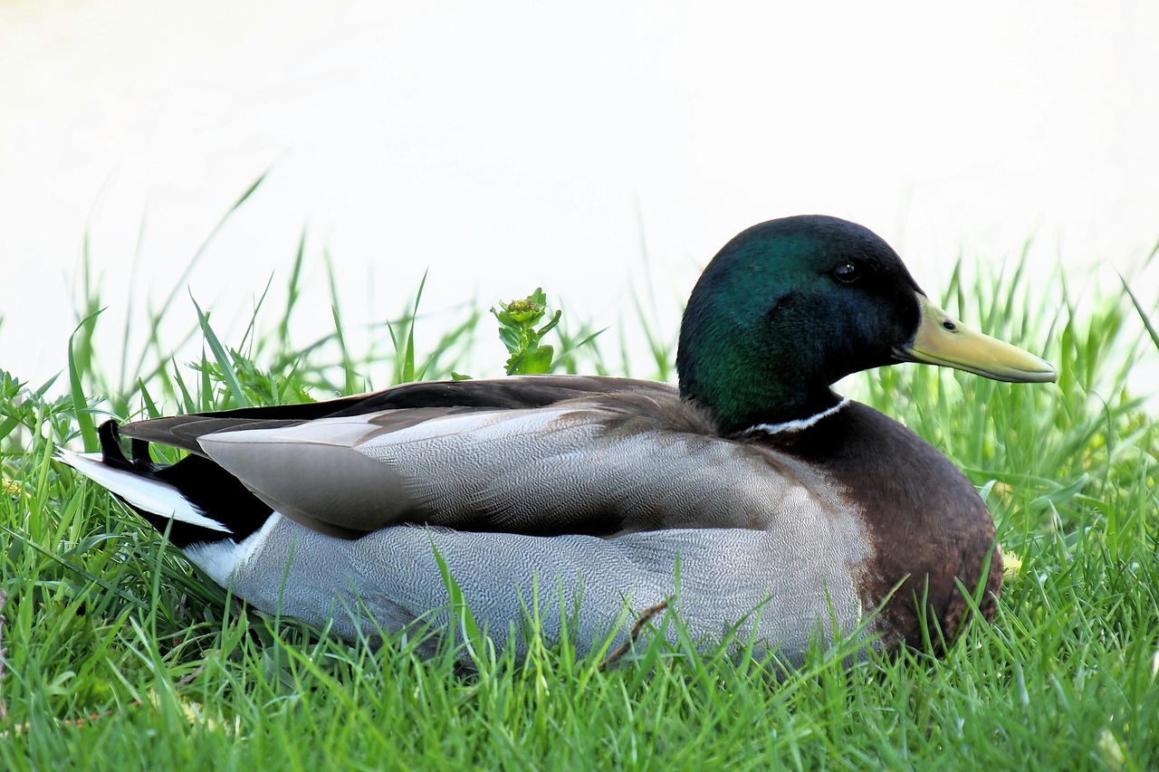 Duck Bird Grass - Free photo on Pixabay - Pixabay