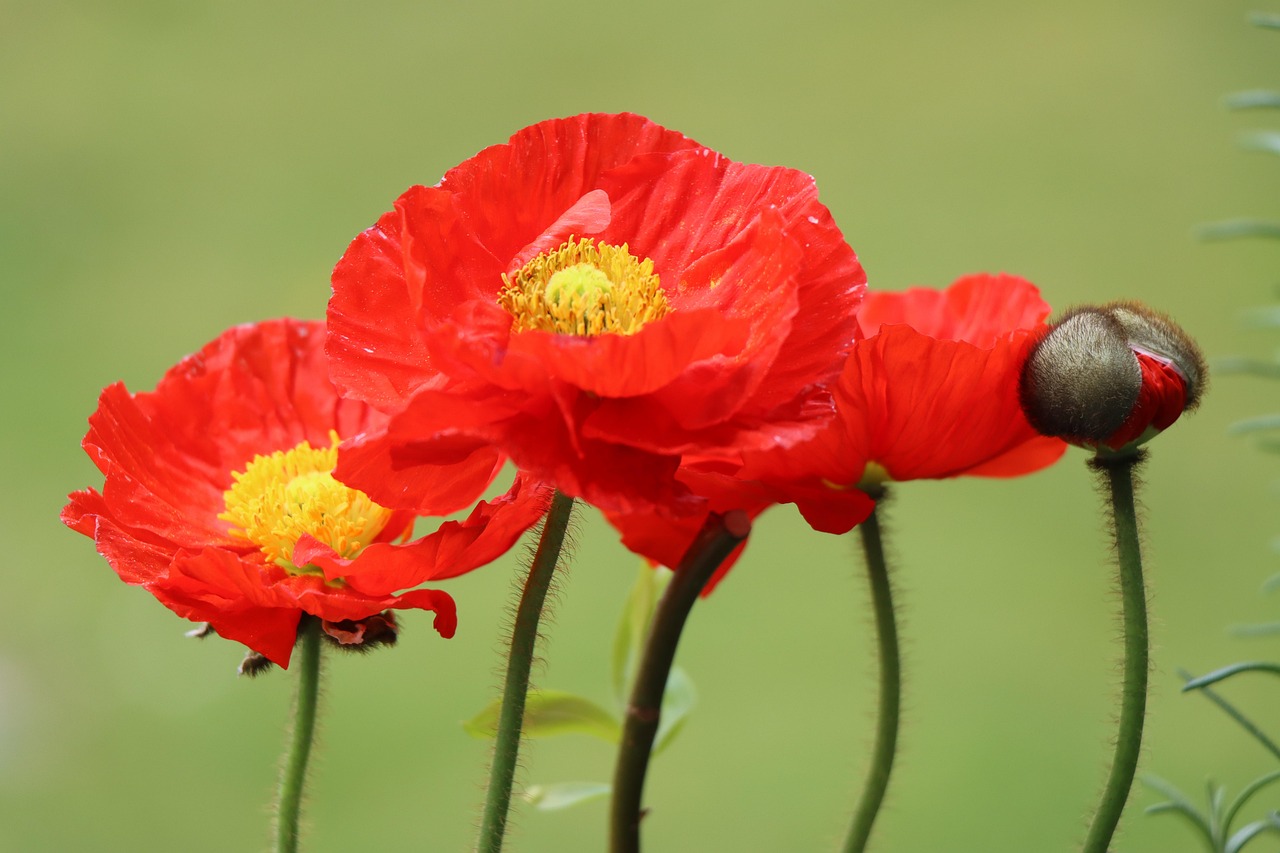 Fleur Coquelicot Nature - Photo gratuite sur Pixabay - Pixabay