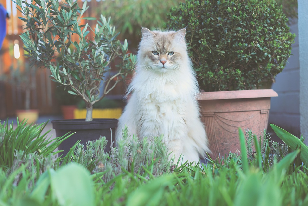 Animal Gato Siberiano Felino - Foto gratis en Pixabay - Pixabay
