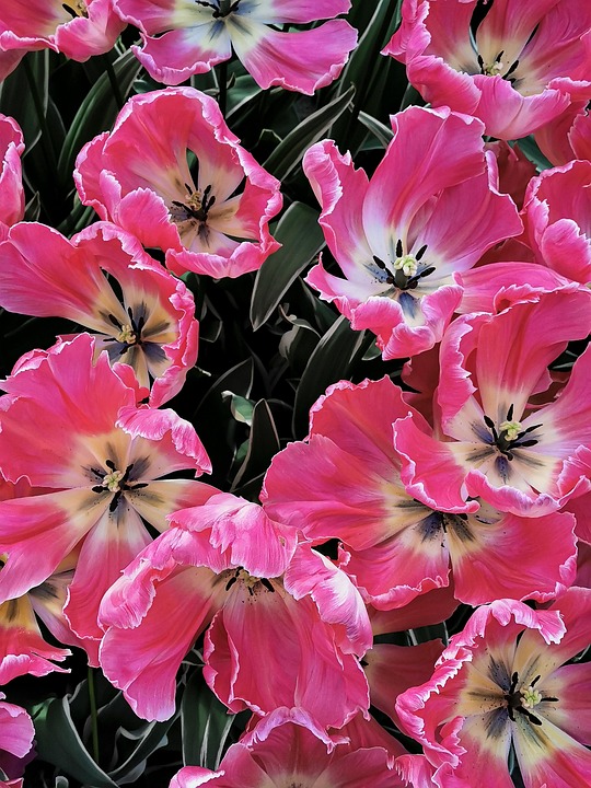Tulip Bunga-Bunga Merah Muda - Foto gratis di Pixabay - Pixabay