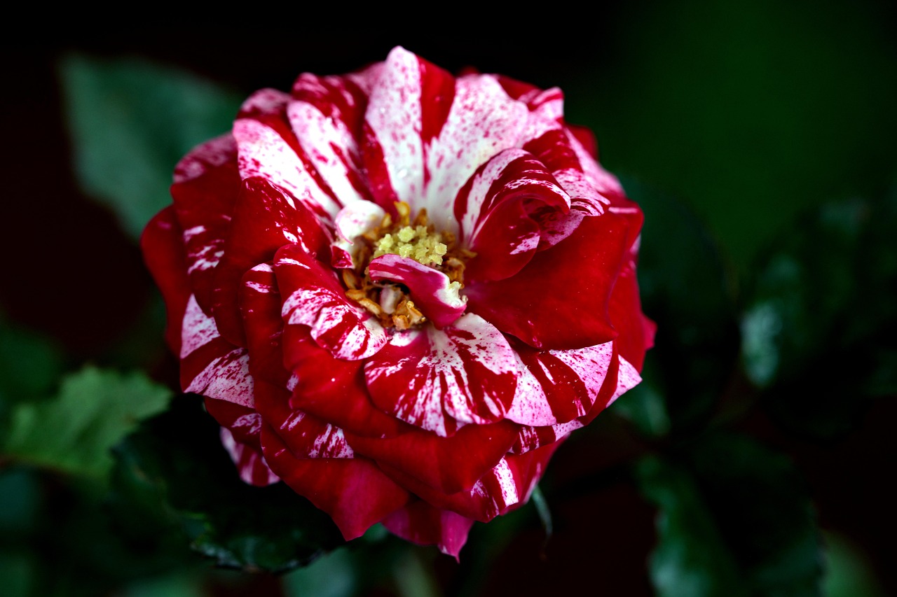 Mawar Beraneka Ragam Bunga - Foto gratis di Pixabay - Pixabay
