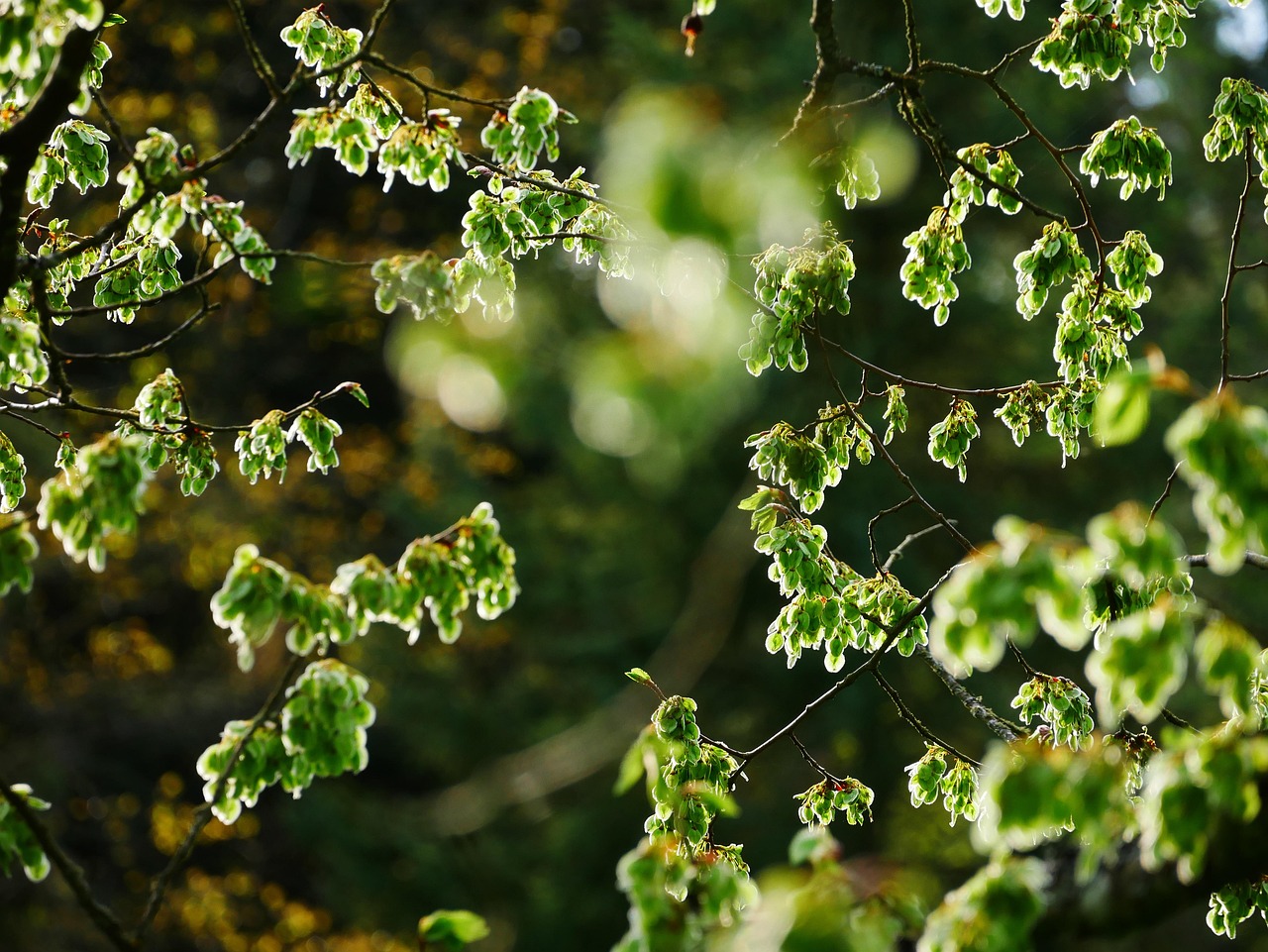 Natureza Folha Floresta Meio - Foto gratuita no Pixabay - Pixabay
