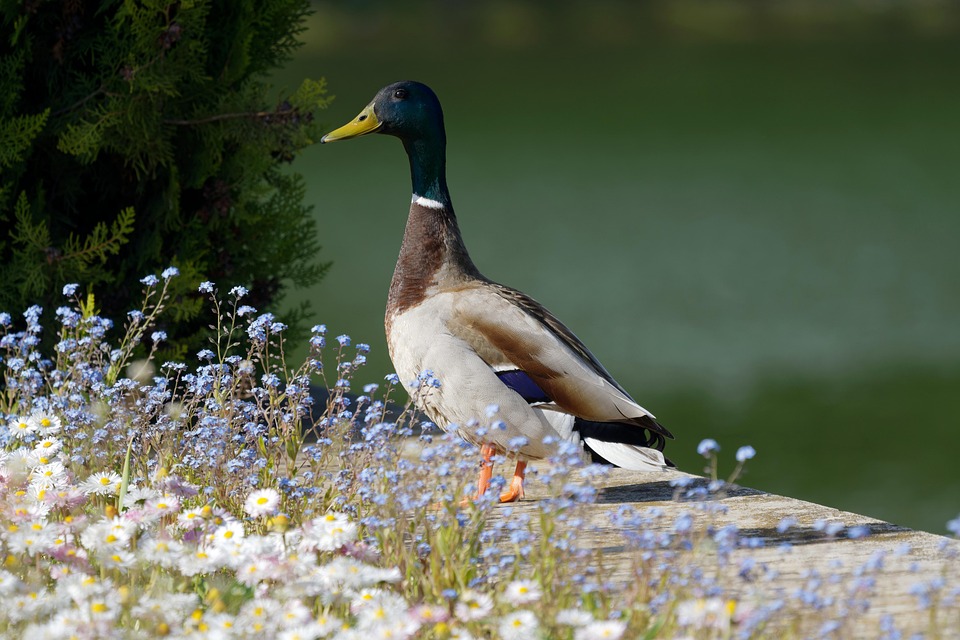 Bird Duck Meadow - Free photo on Pixabay