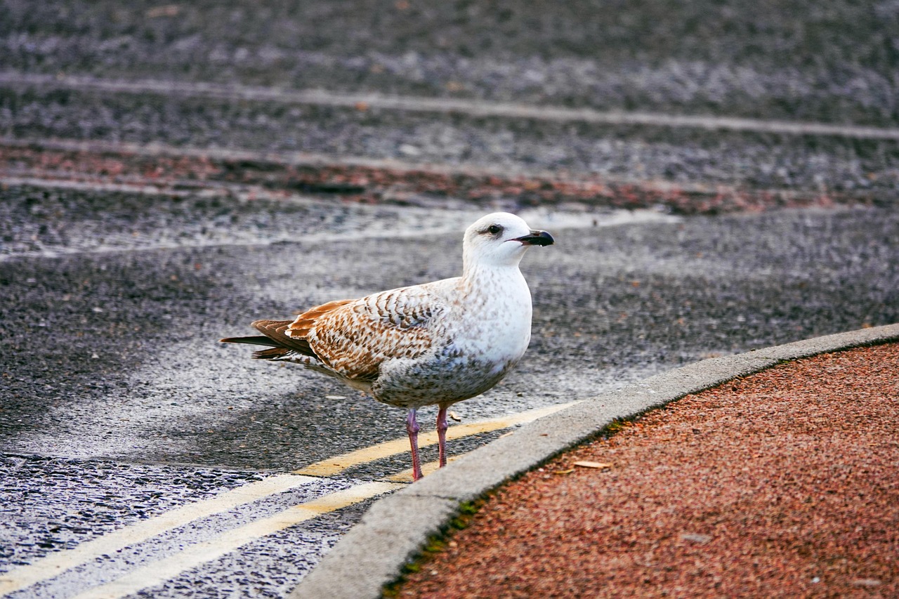 Gull Bird Nature - Free photo on Pixabay