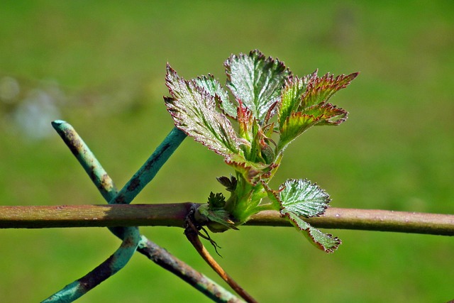 Hoja De Mora Valla Alambre Púas - Foto gratis en Pixabay - Pixabay