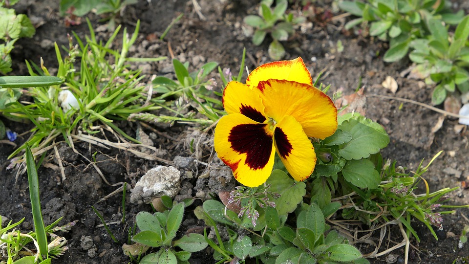 Pansy Flower Bloom - Free photo on Pixabay