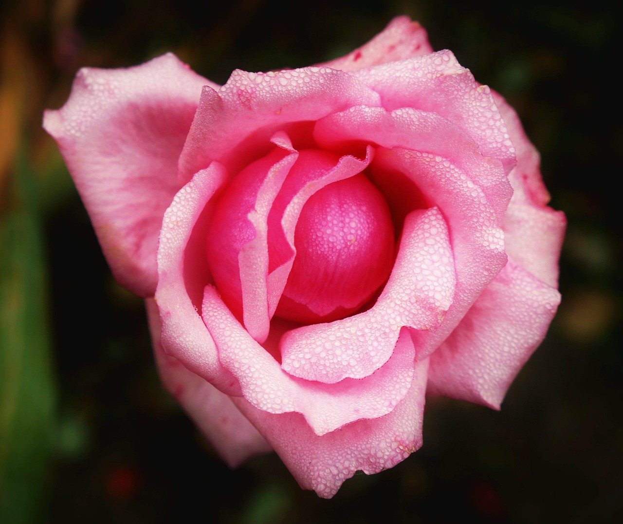 Fleur Rose Bloom Le - Photo gratuite sur Pixabay - Pixabay