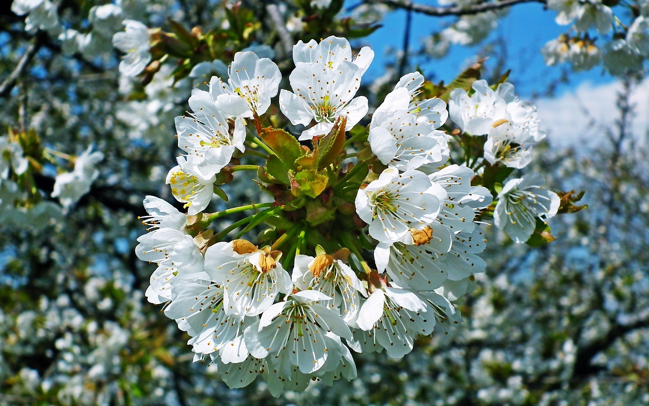 Flores Flor De Cereza Primavera - Foto gratis en Pixabay - Pixabay
