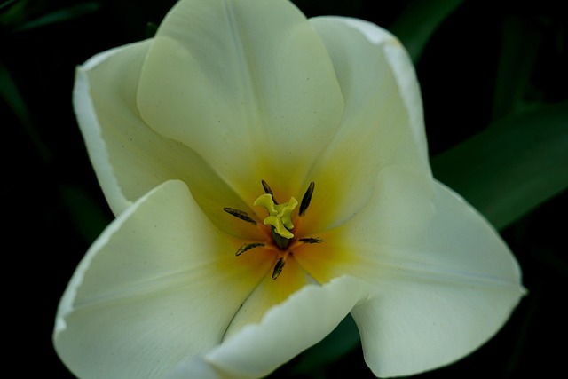 Flor Branca Tulipa - Foto gratuita no Pixabay - Pixabay