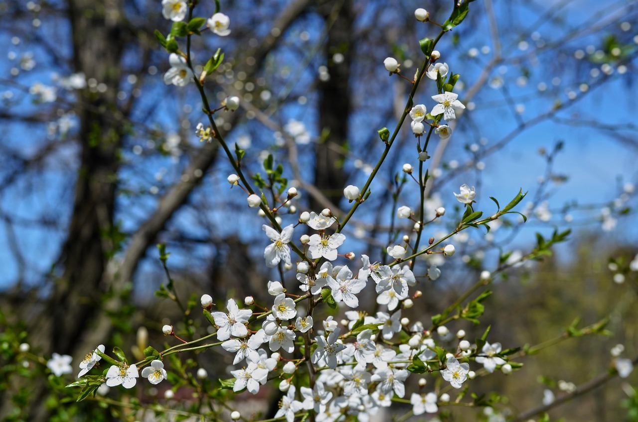 Fleurs Blanches Nature - Photo gratuite sur Pixabay - Pixabay