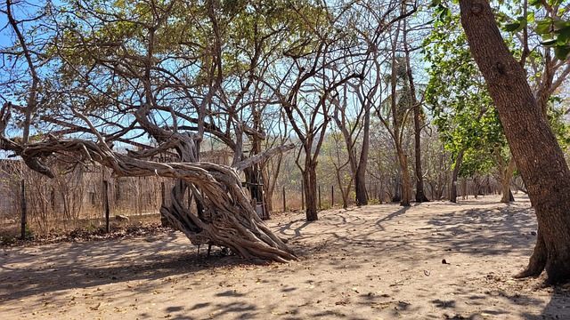 Árboles Troncos Arena - Free photo on Pixabay