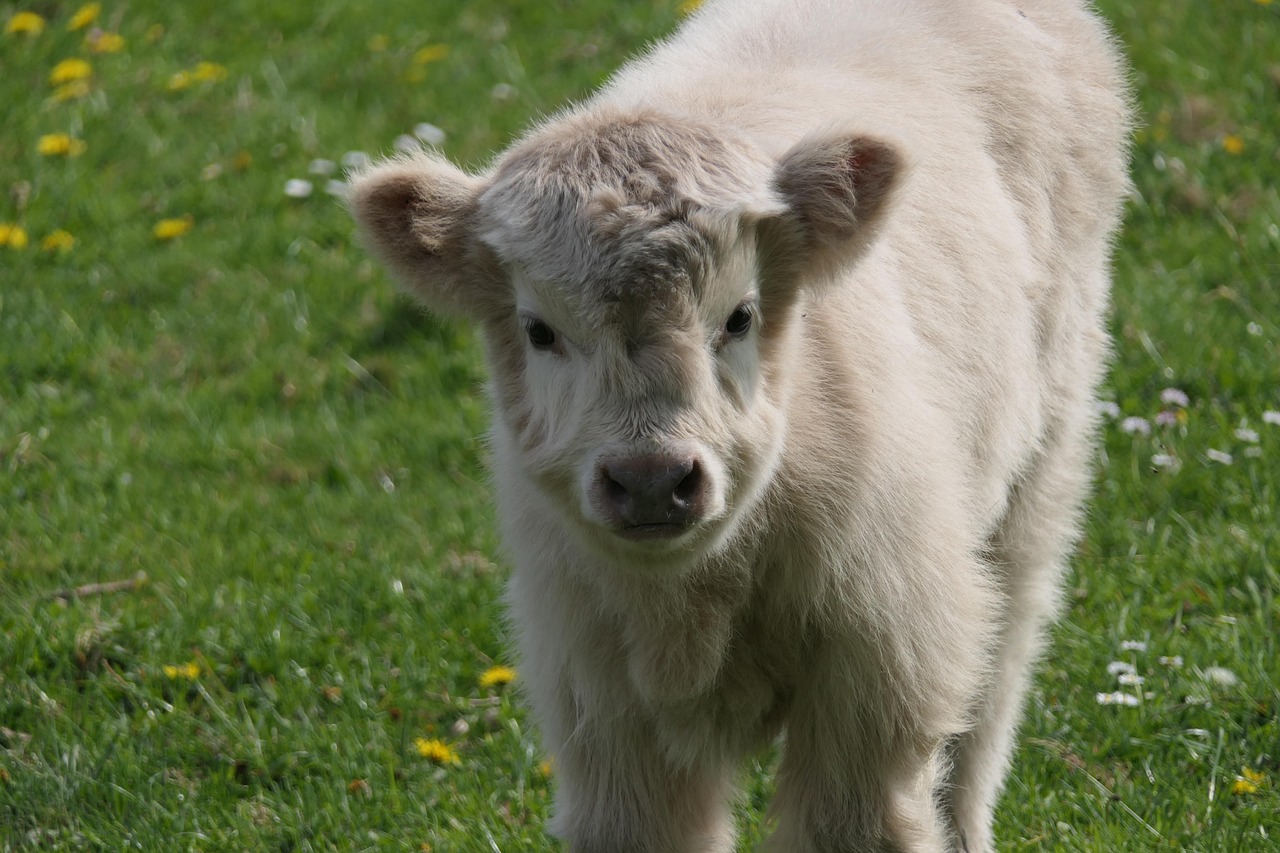 Highland Cattle Beef Animal - Free photo on Pixabay - Pixabay