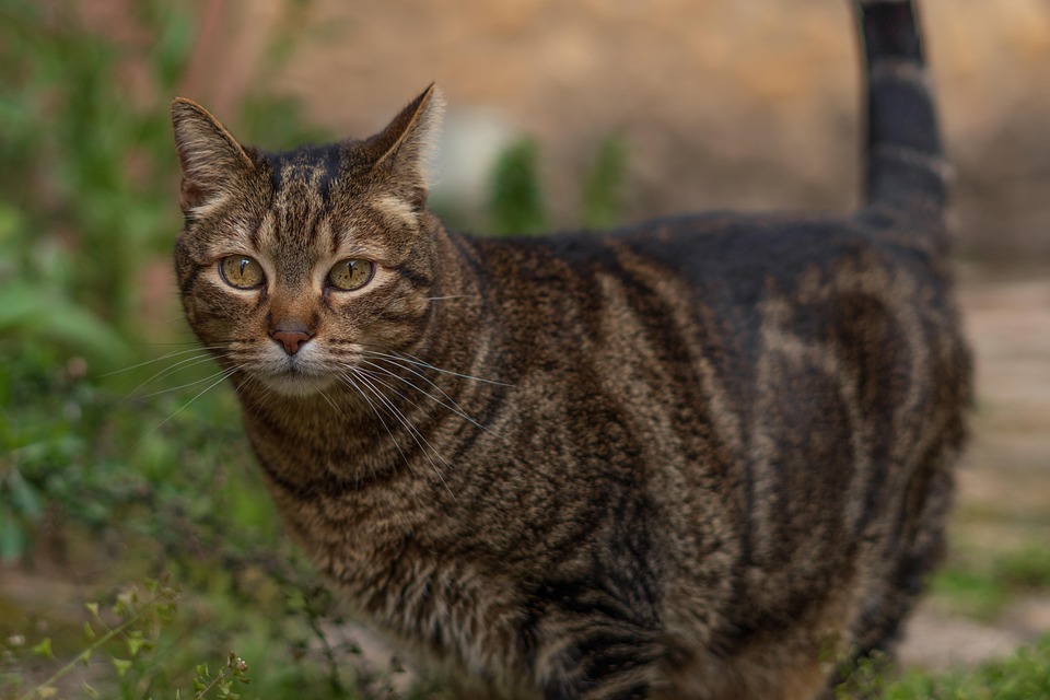 Animal Cat Félin De - Photo gratuite sur Pixabay - Pixabay