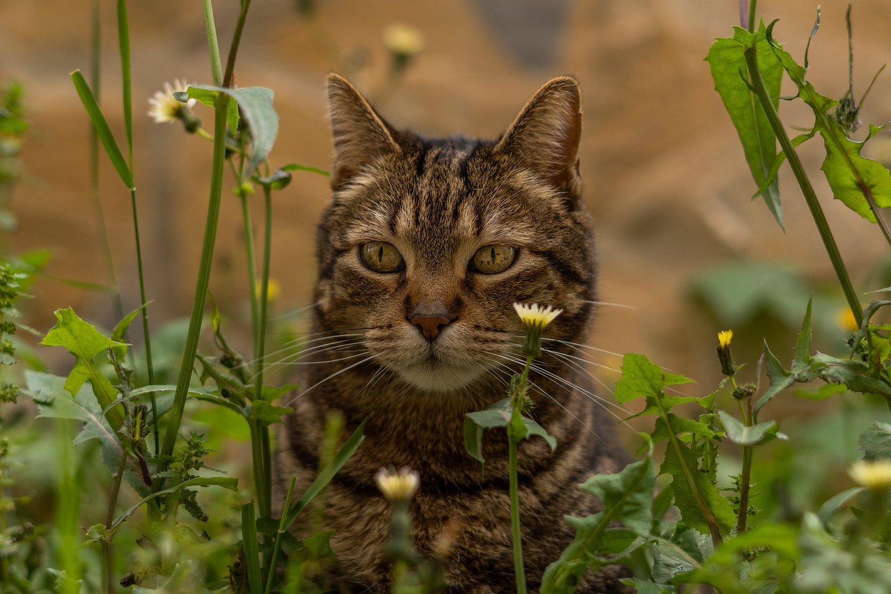 Animal Cat Félin De - Photo gratuite sur Pixabay - Pixabay