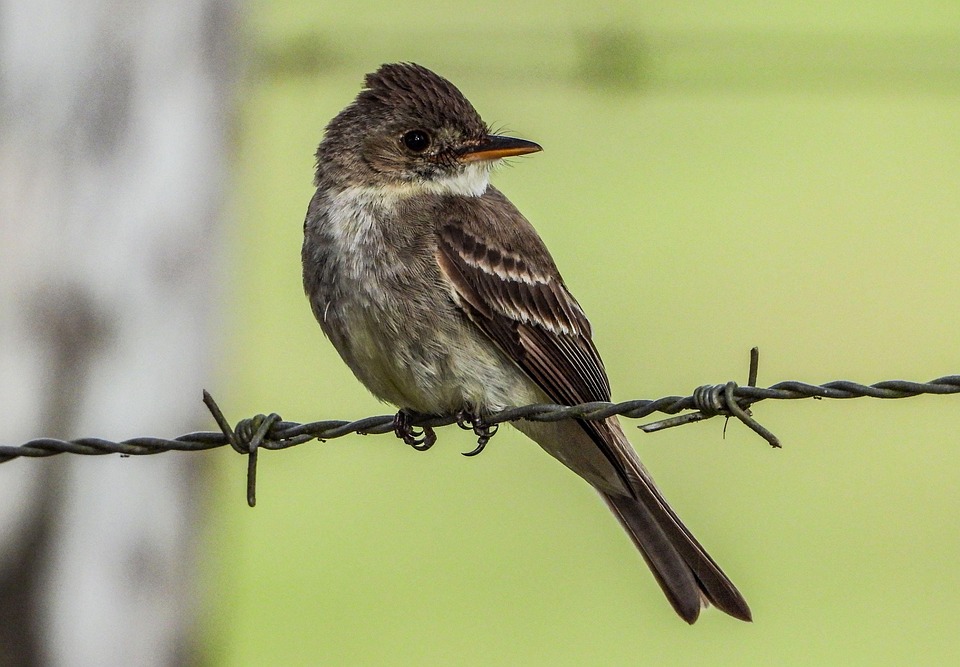Bird Flycatcher Ornithology - Free photo on Pixabay - Pixabay