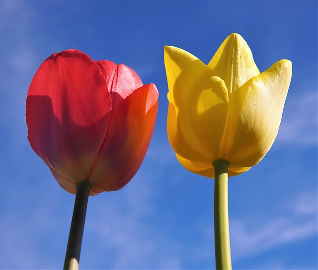 Bunga Tulip Musim Semi - Foto gratis di Pixabay