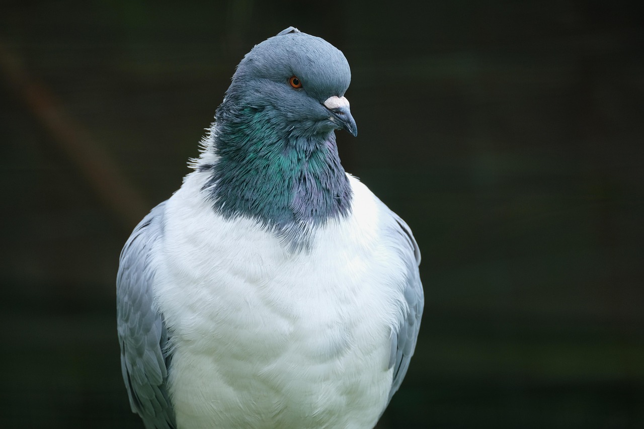 Dove Bird Animal - Free photo on Pixabay - Pixabay