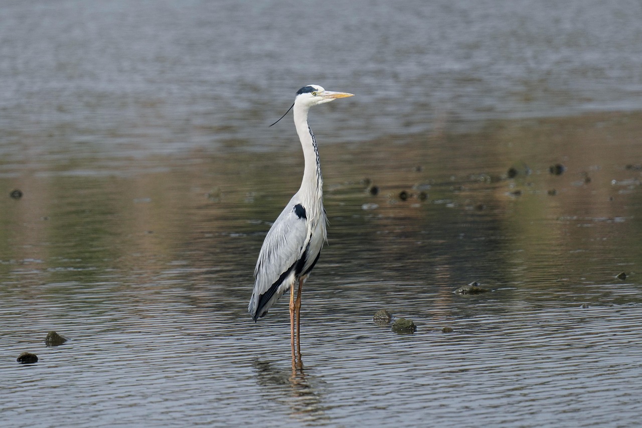 Common Heron River Water - Free photo on Pixabay - Pixabay