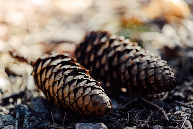 Pine Cone Tree Nature - Free photo on Pixabay