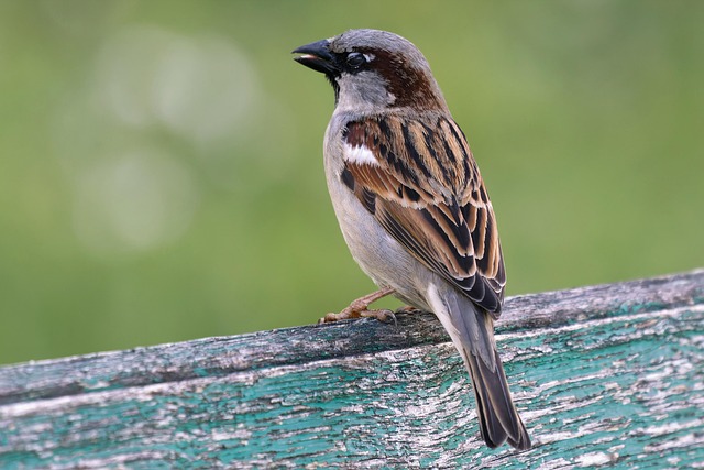 Bird Sparrow Ornithology - Free photo on Pixabay