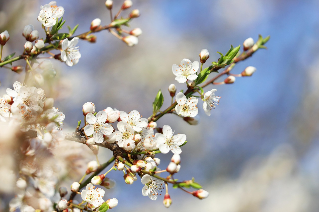 Fleurs Blanches Branche Fleurie - Photo gratuite sur Pixabay - Pixabay
