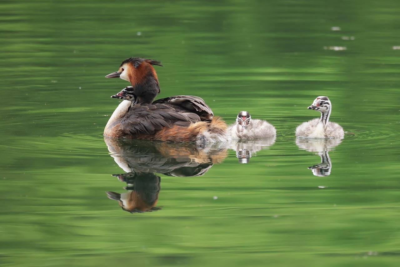 Aves Ornitología Especies - Foto gratis en Pixabay - Pixabay
