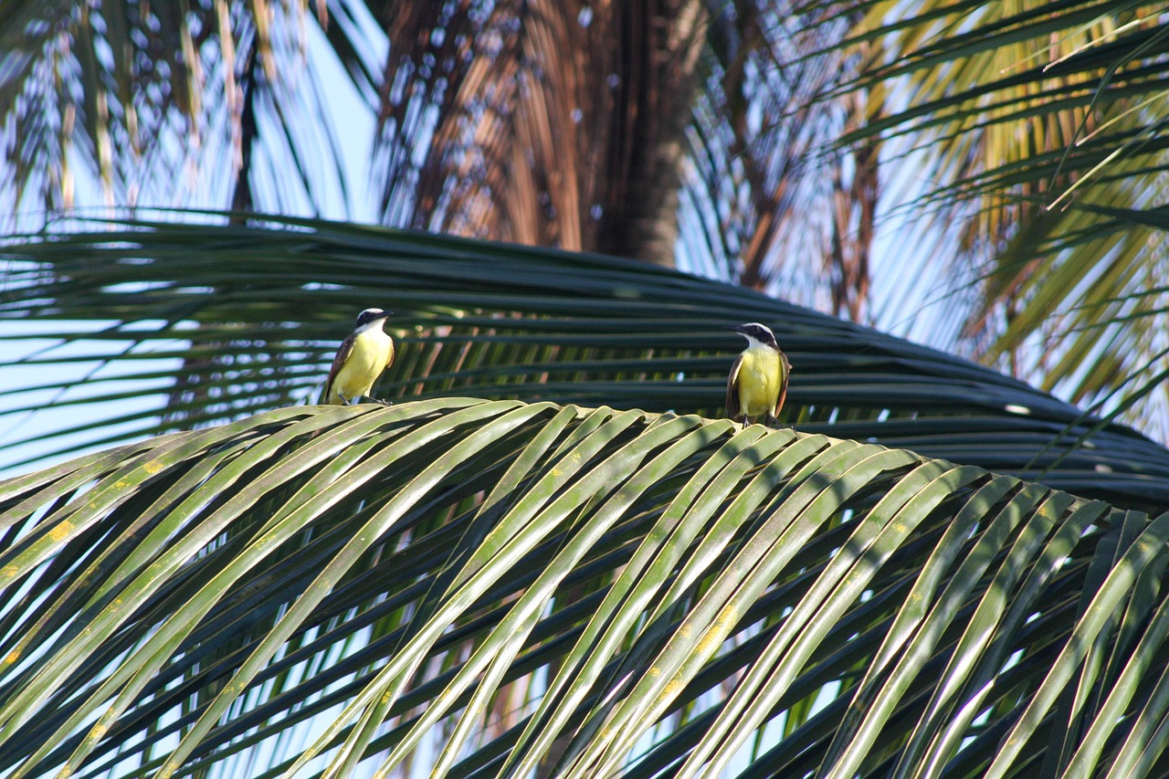 Kiskadee Bird Nature - Free photo on Pixabay - Pixabay