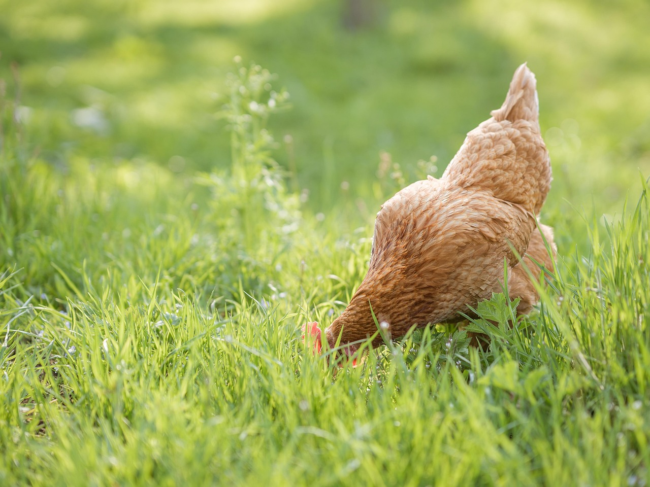 2,000+ Free Hen & Chicken Images - Pixabay