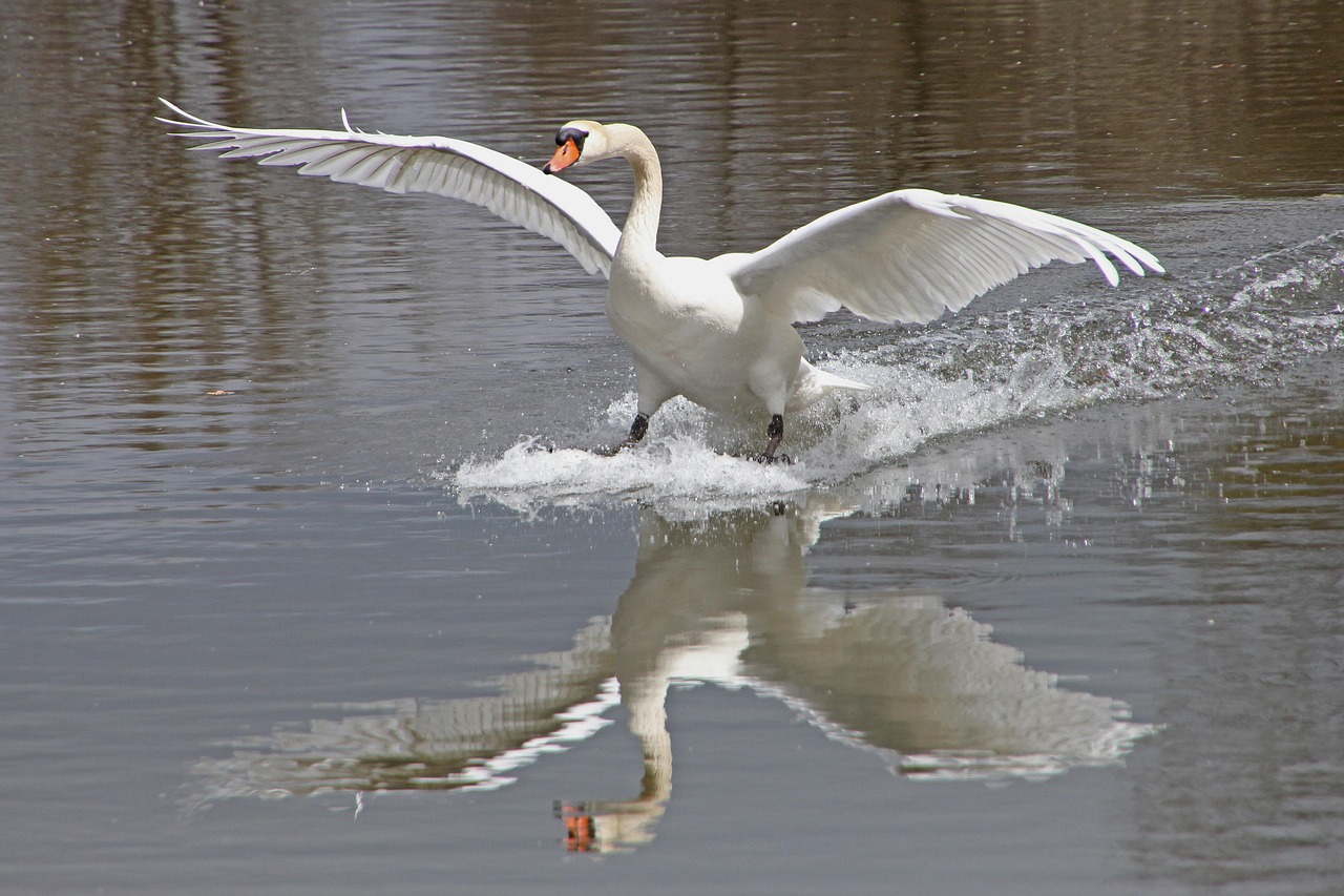 Bird Swan Ornithology - Free photo on Pixabay