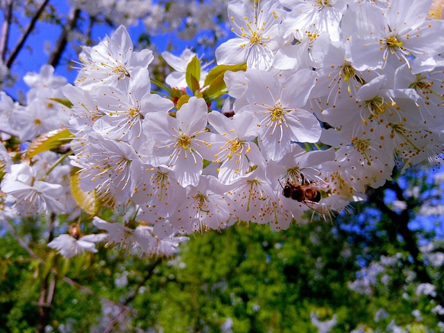 Nature Landscape Cherries - Free photo on Pixabay - Pixabay