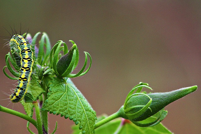 Nature Caterpillar Entomology Free Photo On Pixabay Pixabay