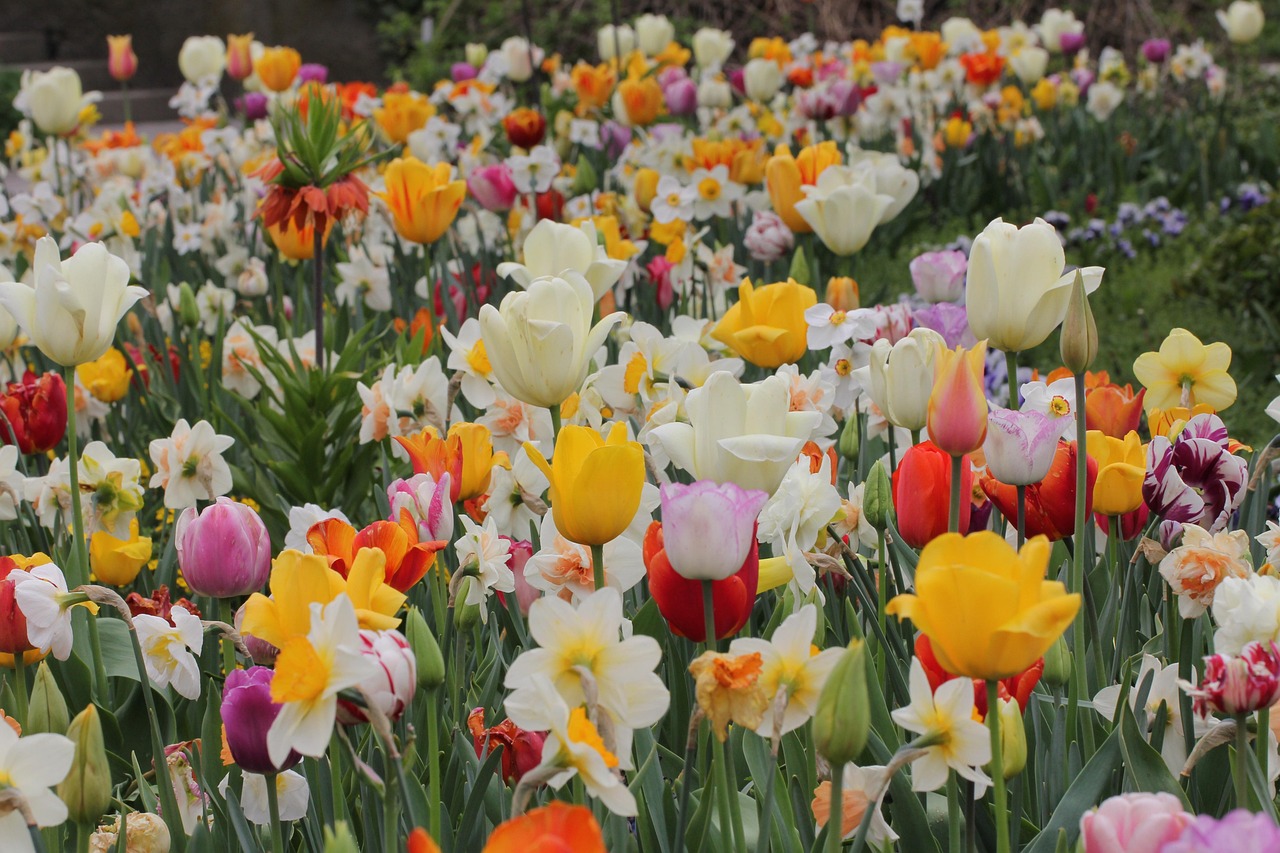 Flowers Tulips Spring - Free photo on Pixabay