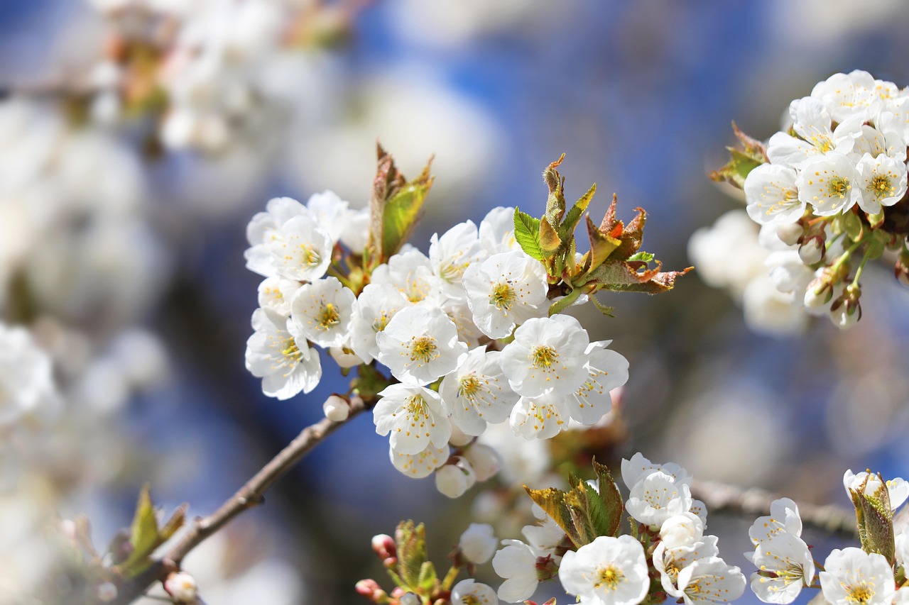 Free Images Of White Flowers at Ryan Cushman blog