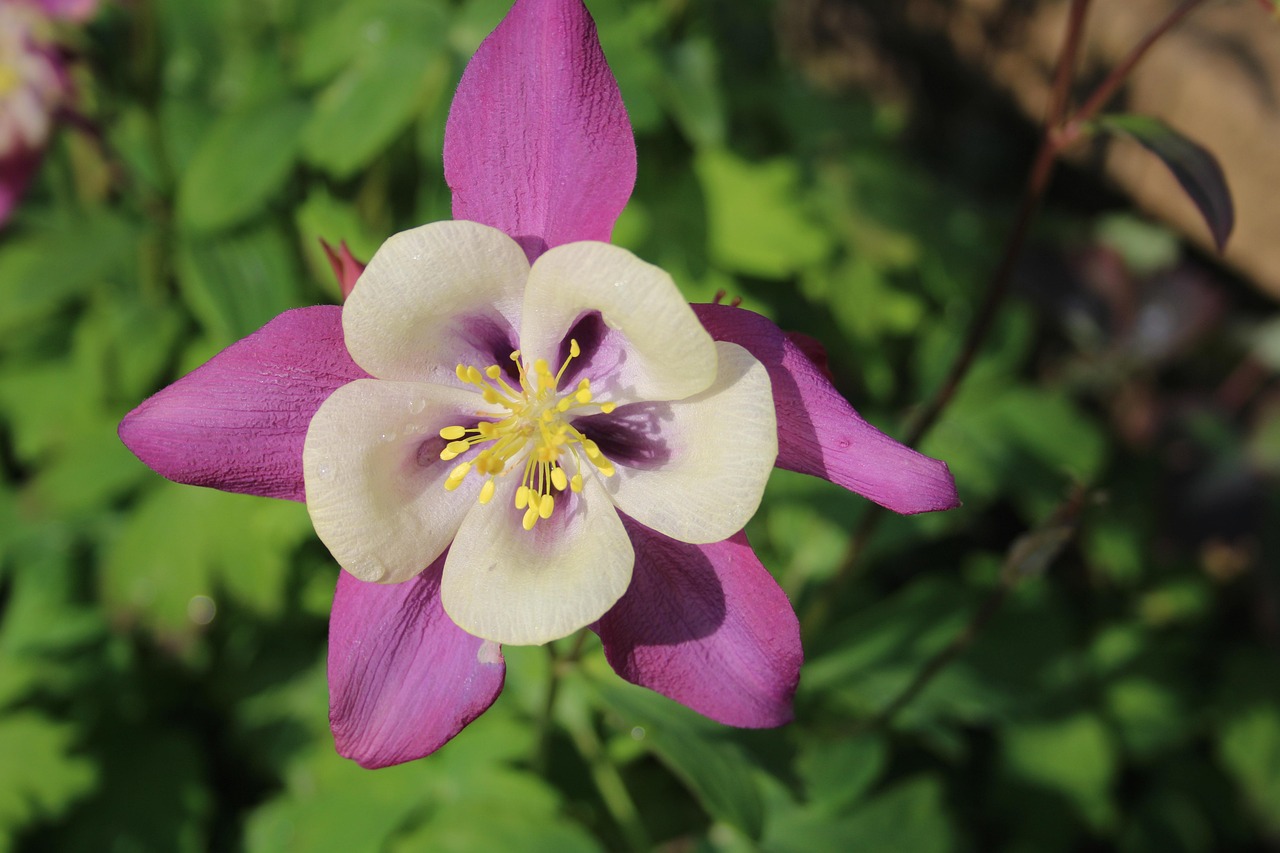 Mais de 400 imagens grátis de Columbine e Natureza - Pixabay
