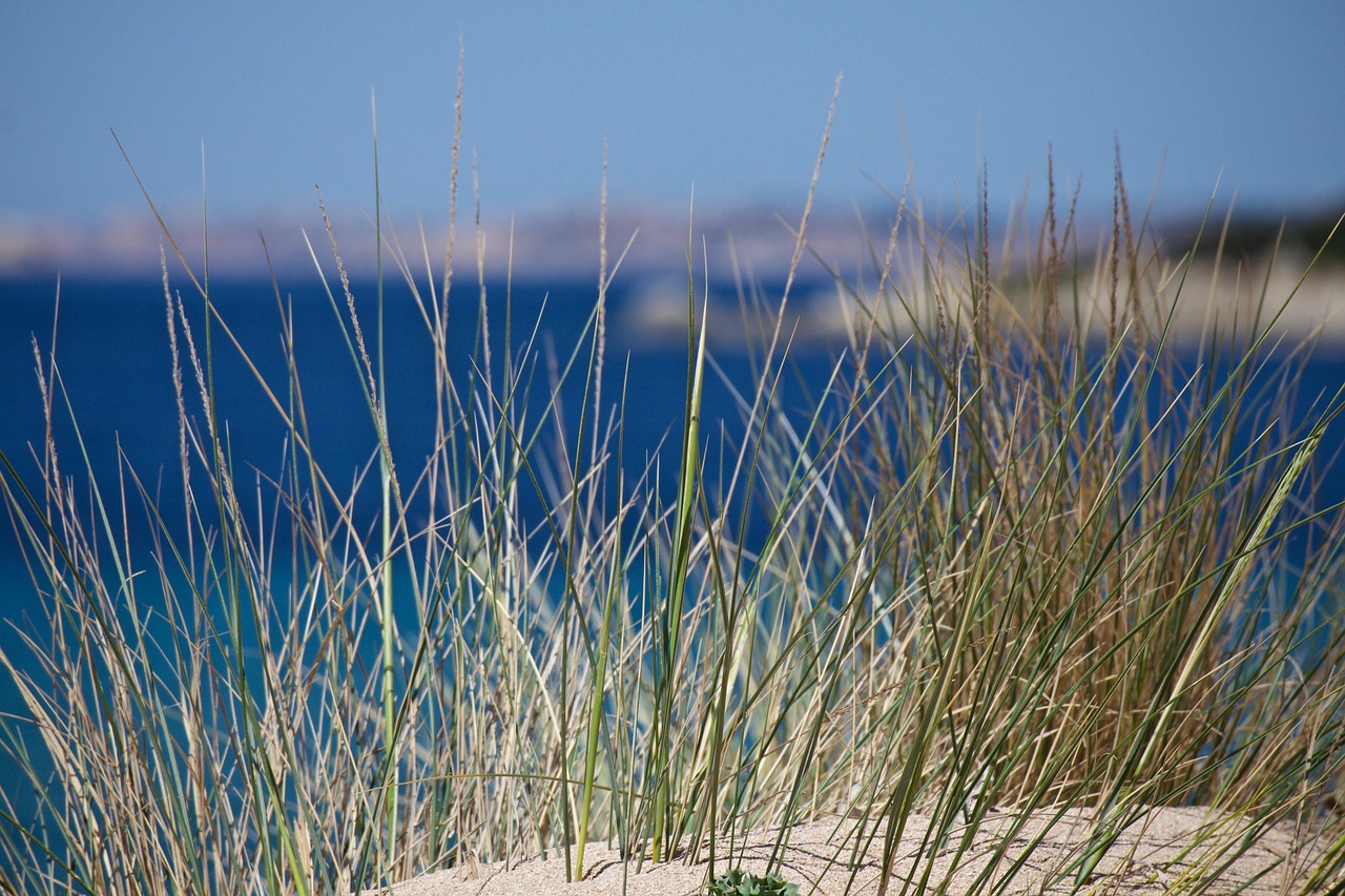 Dunes Beach Grass - Free photo on Pixabay