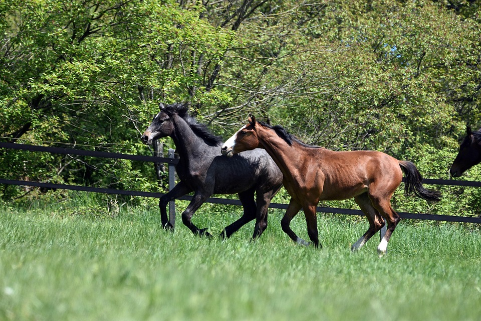 Animales Caballos Mamífero - Foto gratis en Pixabay