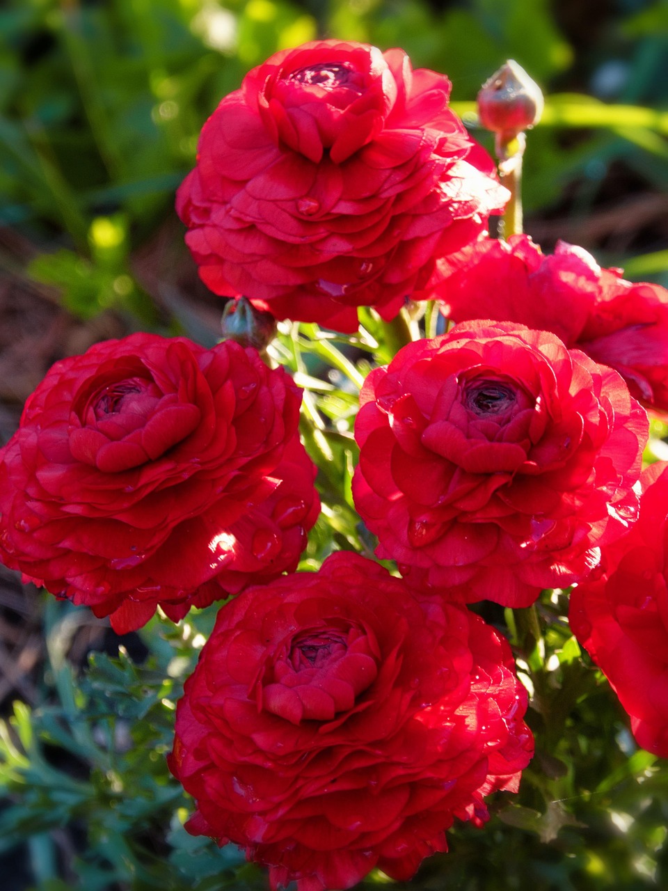Red Flowers Persian Buttercup - Free photo on Pixabay - Pixabay