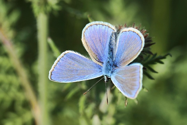 Butterfly Common Blue - Free photo on Pixabay