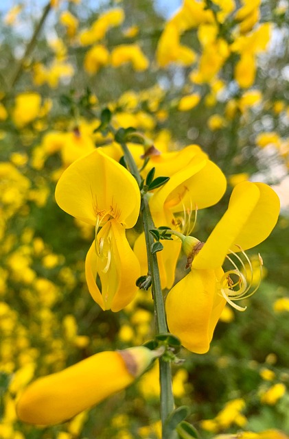 Scotch Broom Nature Bloom - Free photo on Pixabay