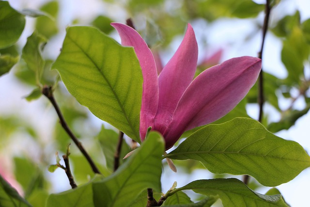 Pink Magnolia Flower - Free photo on Pixabay - Pixabay