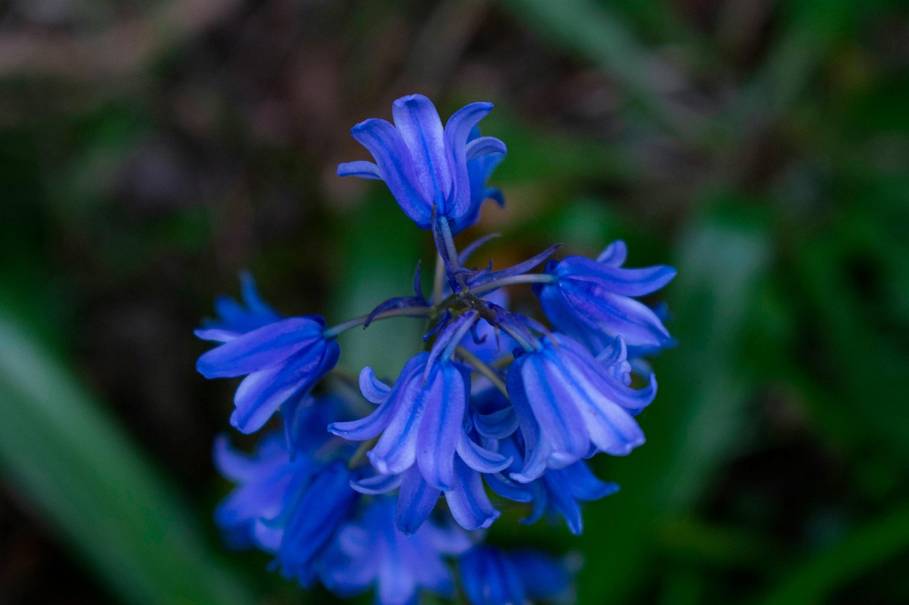 Lonceng Biru Bunga-Bunga Kebun - Foto gratis di Pixabay - Pixabay