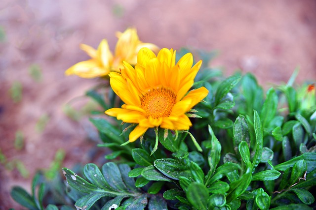 Fleurs Jaunes Jardin Les - Photo gratuite sur Pixabay - Pixabay