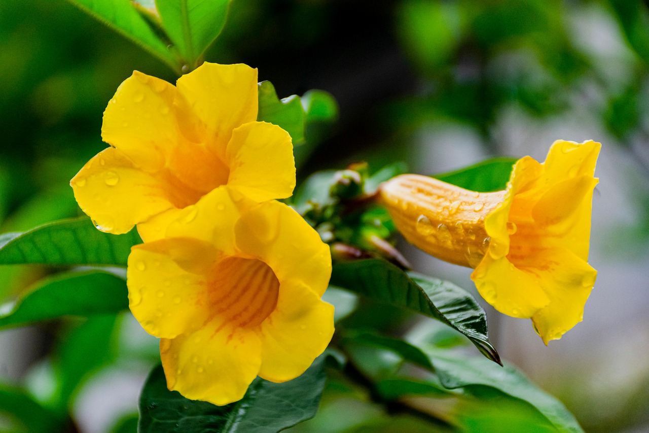 Flowers Allamanda Bloom - Free photo on Pixabay - Pixabay