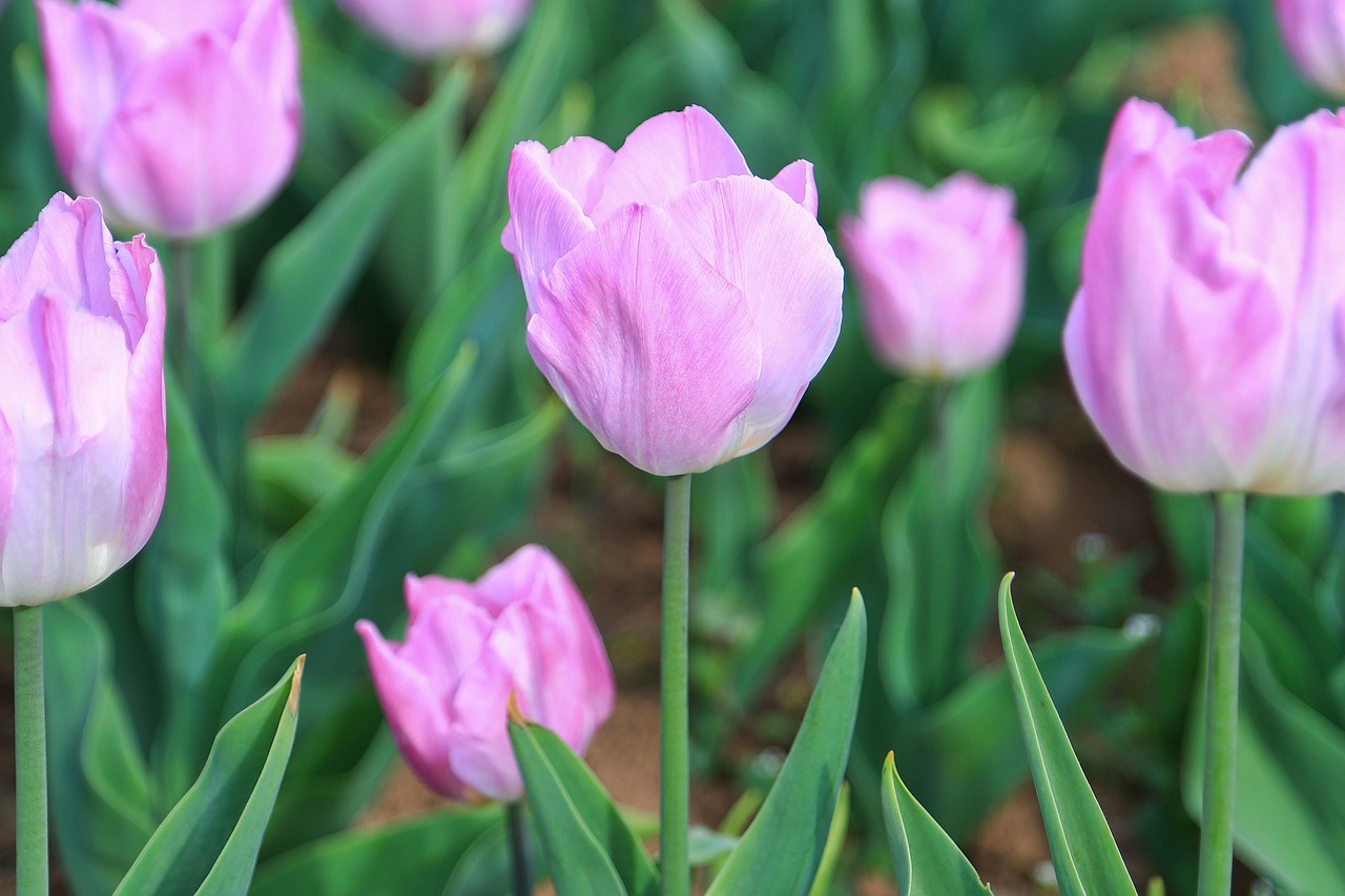 Fleurs Tulipe Bloom - Photo gratuite sur Pixabay - Pixabay