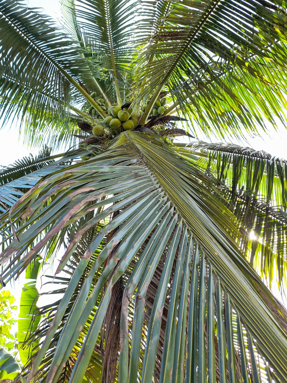 Coco Tropical - Foto gratuita no Pixabay - Pixabay
