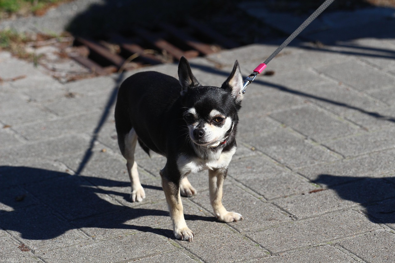 Chihuahua Dog Breed - Free photo on Pixabay