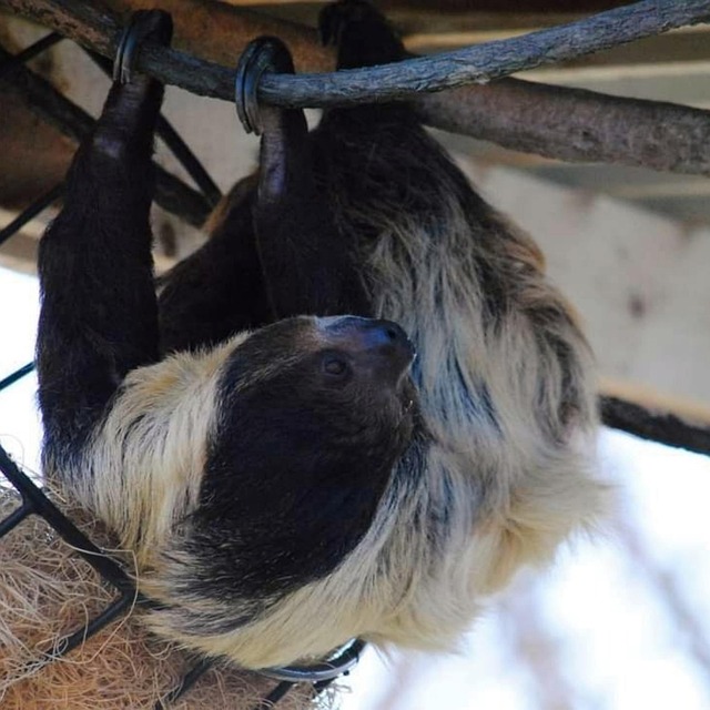 Animal Sloth Wildlife - Free photo on Pixabay - Pixabay