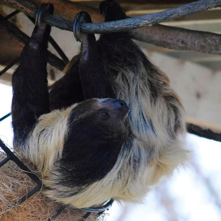 Animal Sloth Wildlife - Free photo on Pixabay - Pixabay