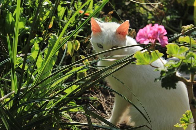 Animal Cat Feline - Free photo on Pixabay - Pixabay
